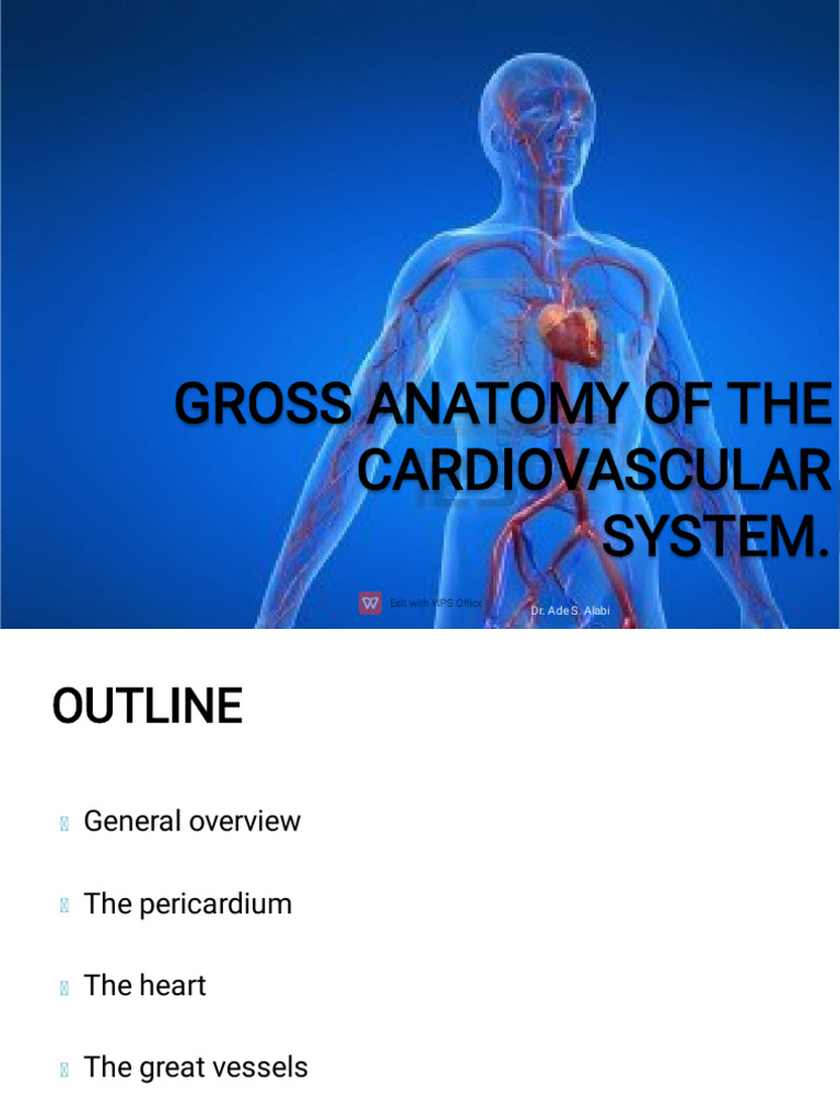 Gross Anatomy of the Heart | PDF | Coronary Circulation | Heart