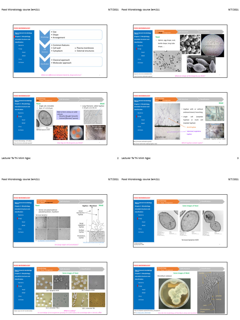 Chap2B_Morpho_Structure_Fungi | PDF | Cell Membrane | Cell (Biology)