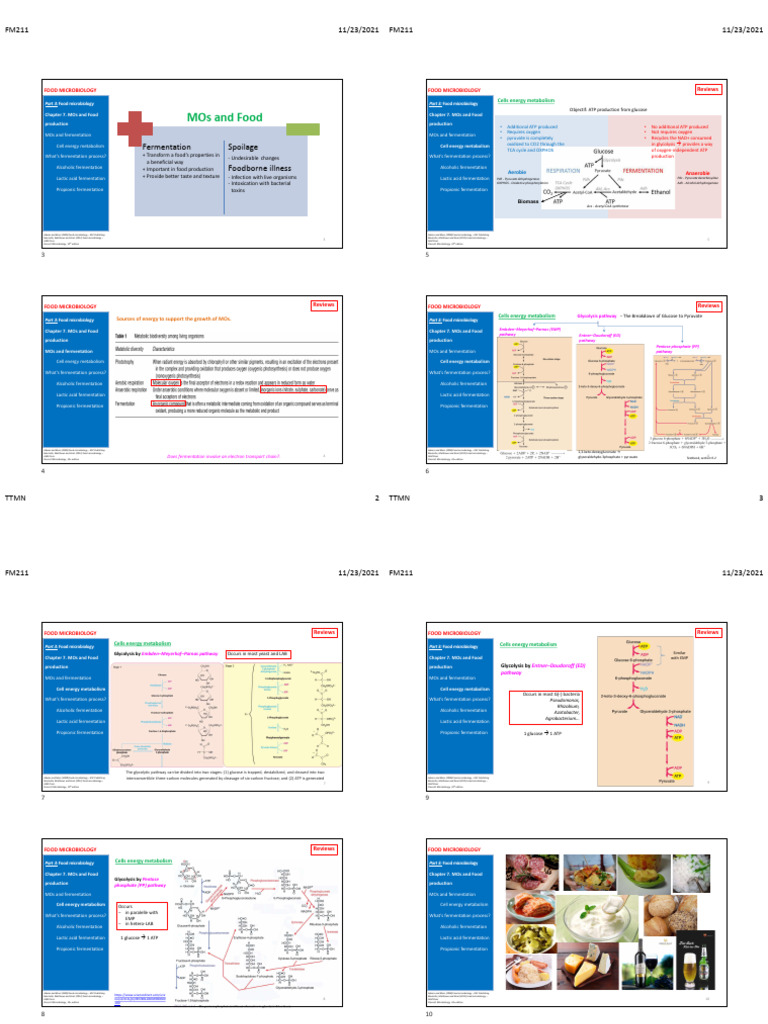 Chap7-MOs and Fermentation | PDF | Fermentation | Cellular Respiration