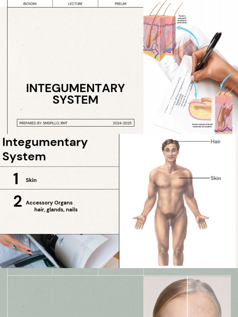 5-Integumentary System | PDF | Skin | Integumentary System