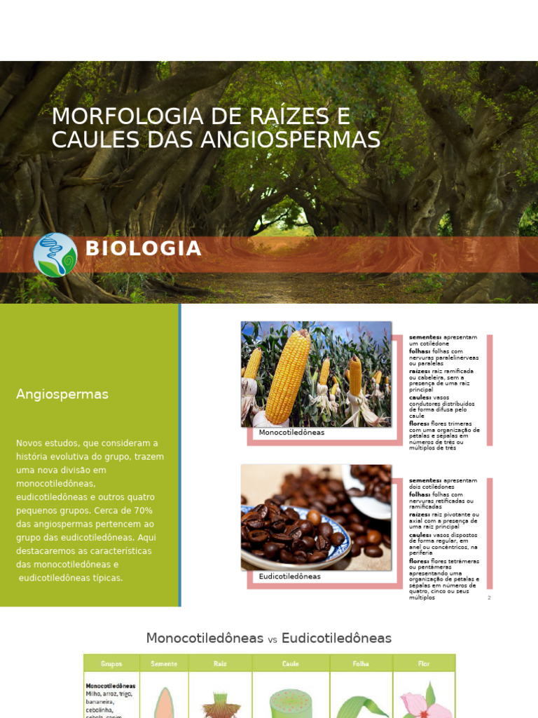 Água e Vida - Morfologia de raízes e caules das angiospermas UPLOAD ...