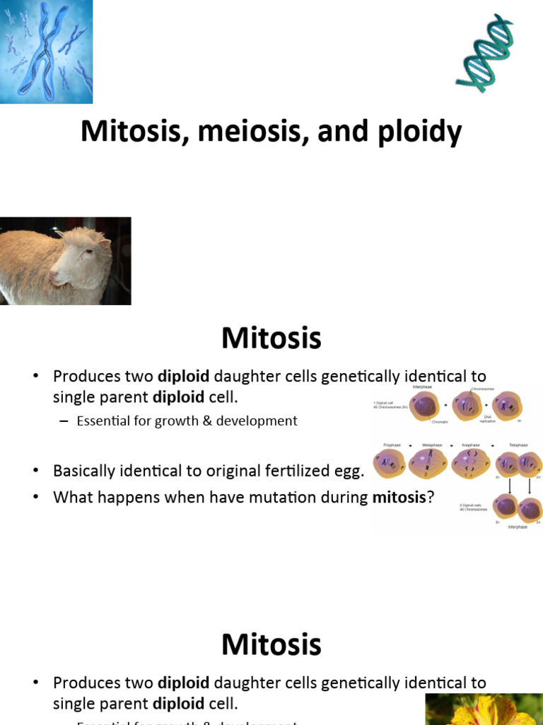 Mitosis, Meiosis, and Ploidy Explained | PDF | Ploidy | Meiosis