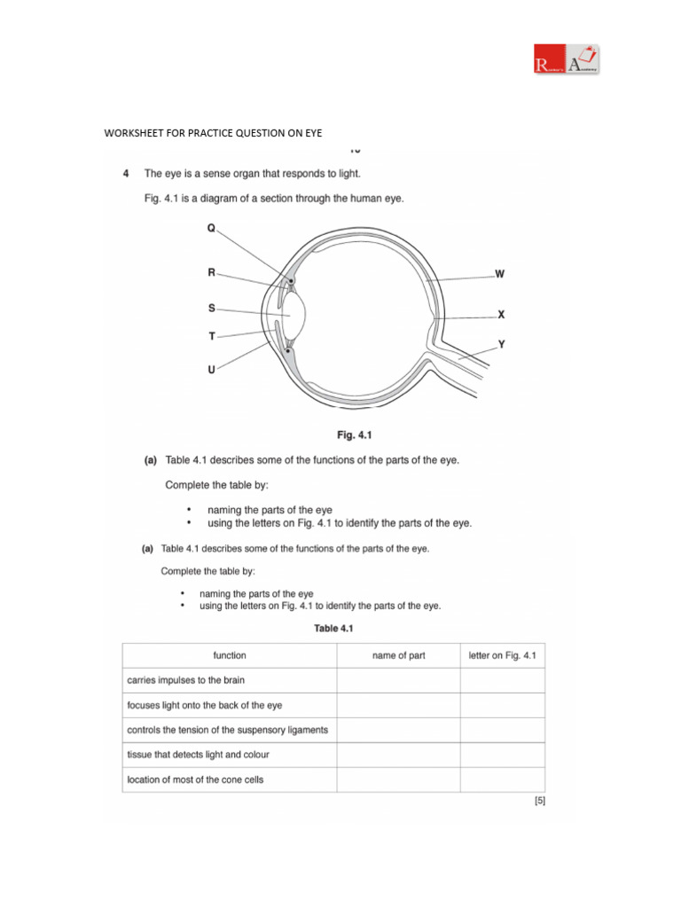 Eye Worksheet | PDF