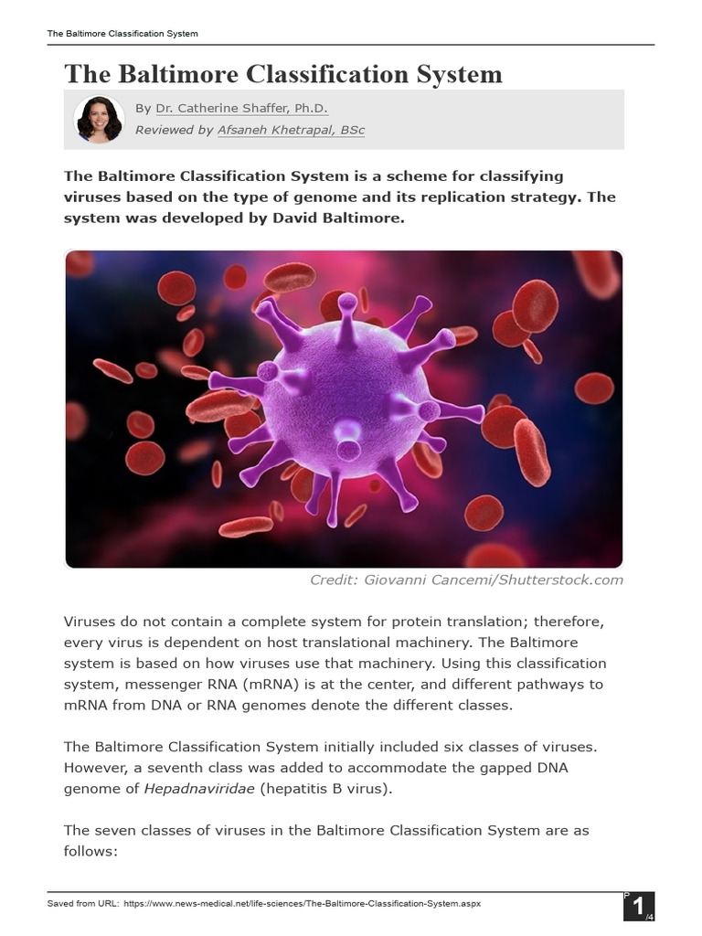 The Baltimore Classification System | PDF | Virus | Rna