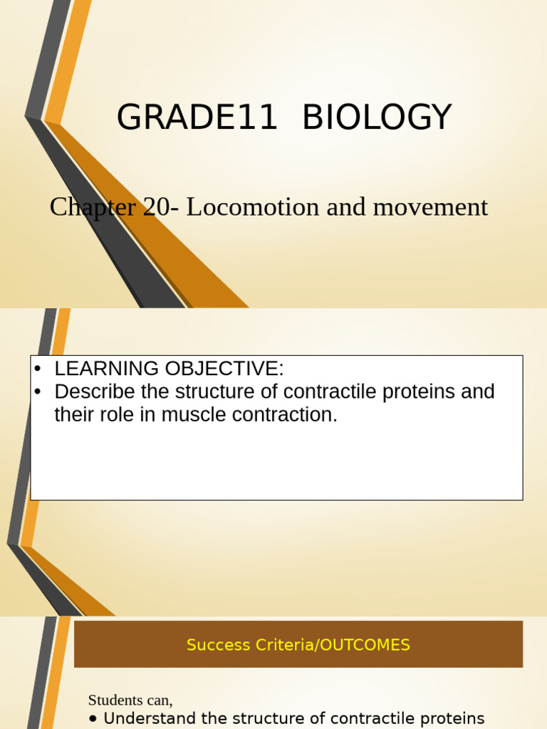 Structure and Role of Contractile Proteins | PDF | Muscle Contraction ...