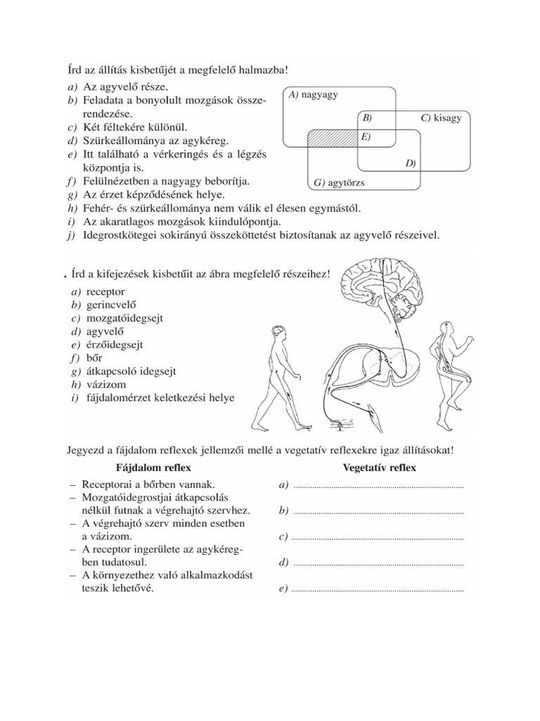 Biológia 8 Támazáró Idegrendszer | PDF