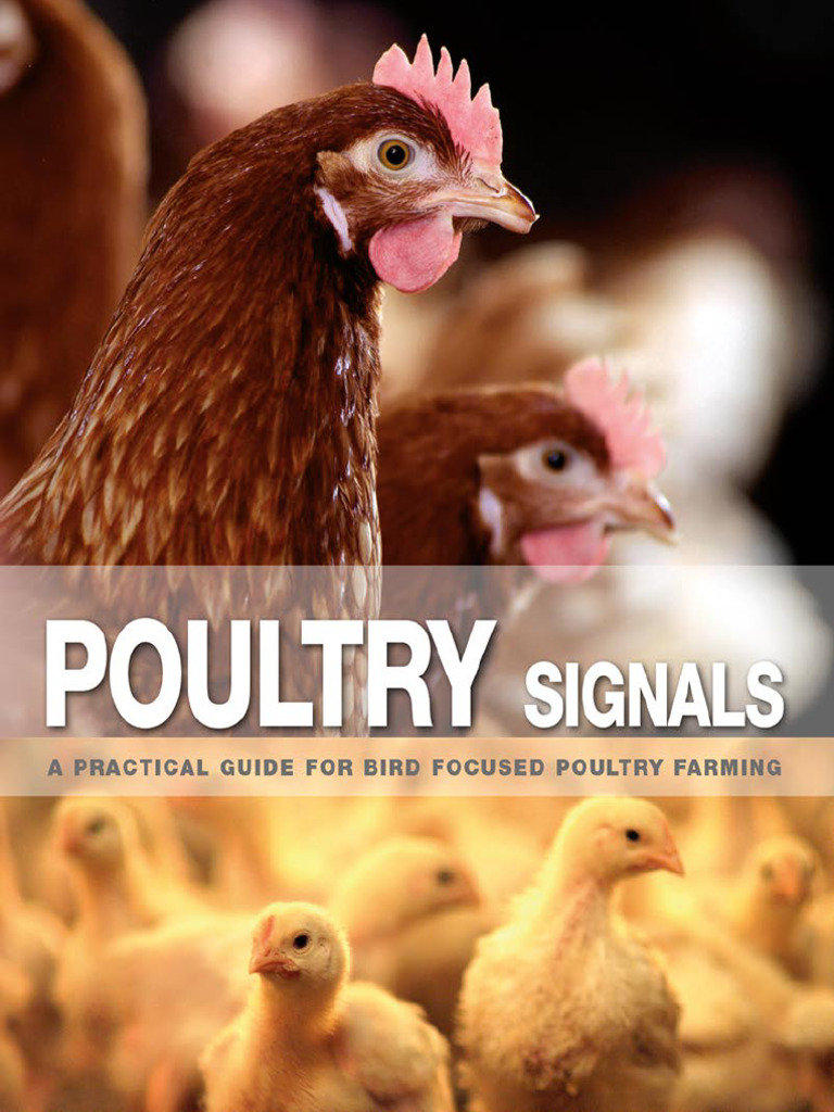 Poultry Signals A Practical Guide For Bird Focused Poultry Farming ...