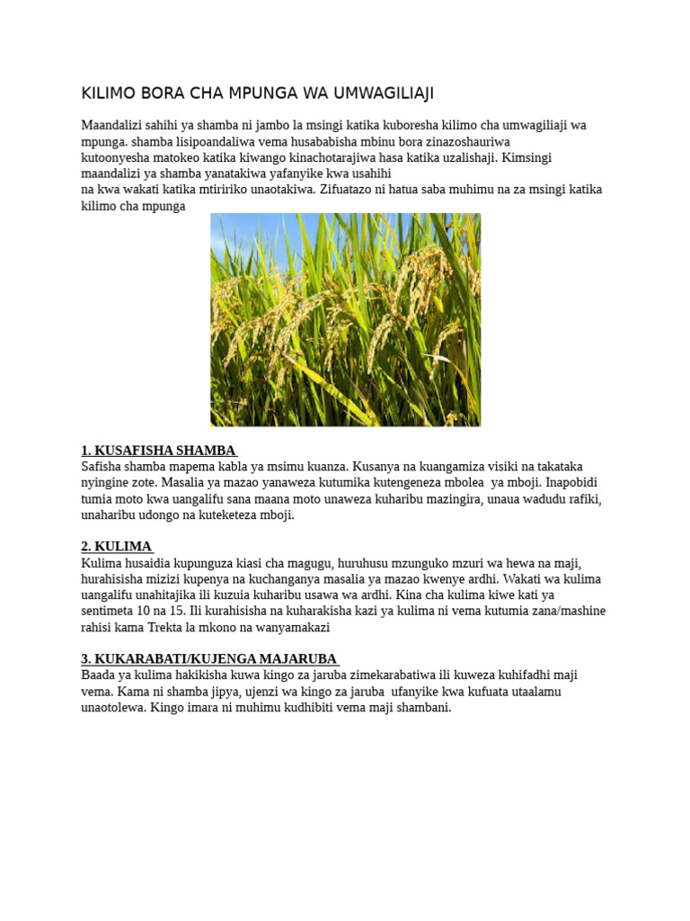 Kilimo Bora Cha Mpunga Wa Umwagiliaji | PDF