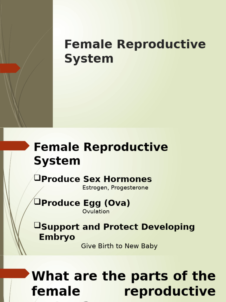 Female Reproductive System | PDF | Reproductive System | Uterus
