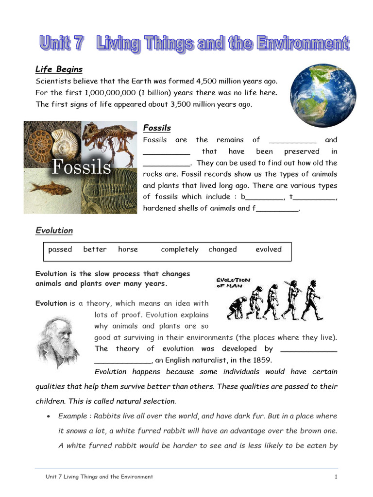 Living things note 2022 | PDF | Photosynthesis | Foods