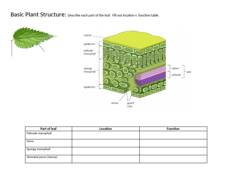 Plant Tissue Diagram | PDF