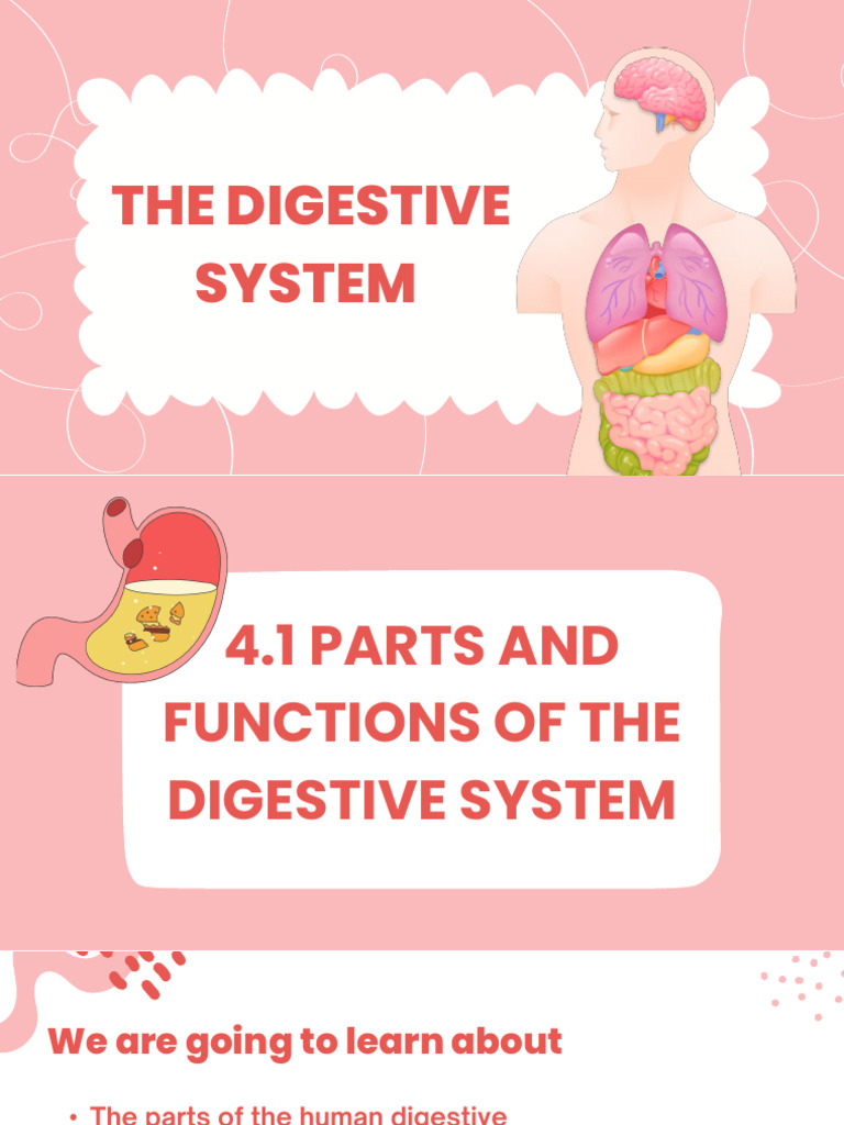 Understanding the Digestive System | PDF