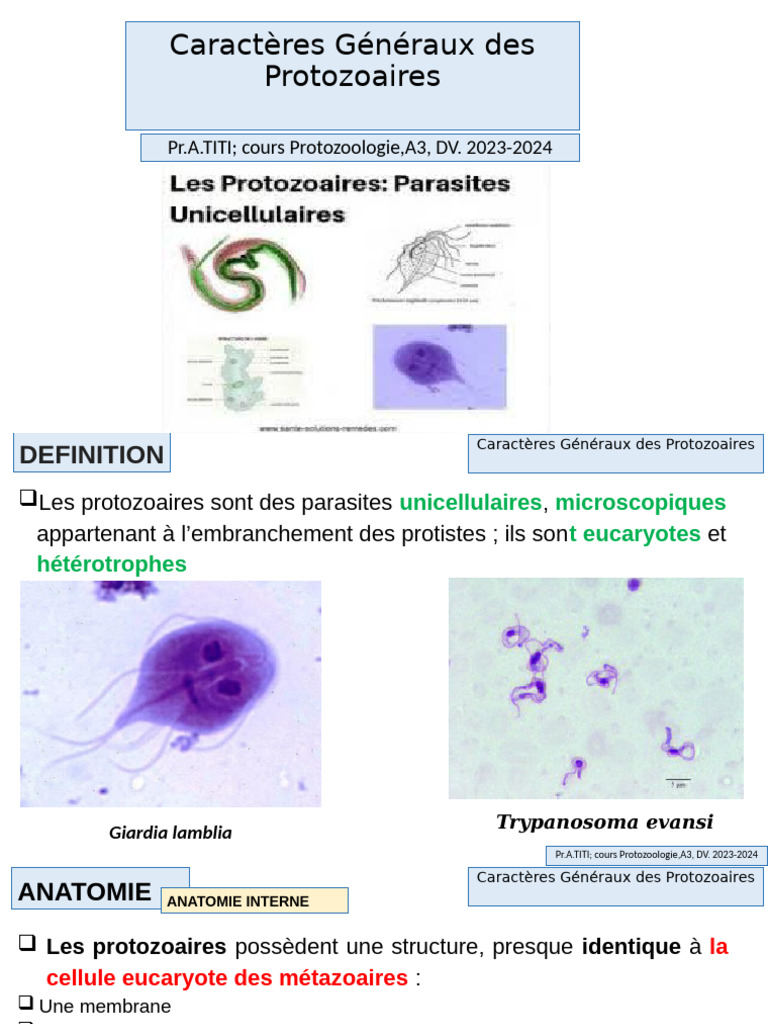 Caracteres Generaux Des Protozoaires (2) | PDF | Cytoplasme | Noyau ...