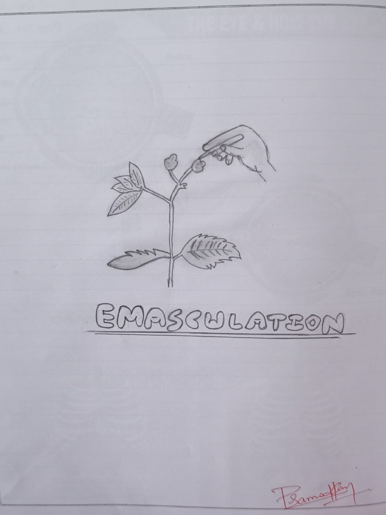 Spotting File 01 | PDF