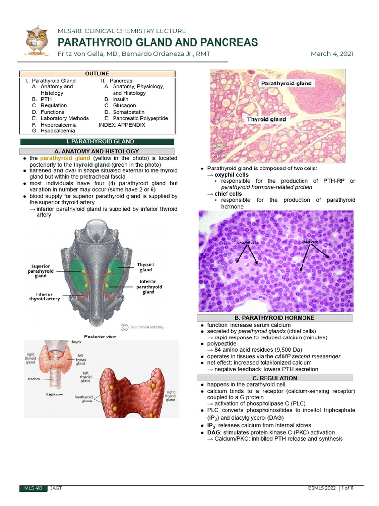 Parathyroid Gland and Pancreas Overview | PDF | Insulin | Pancreas