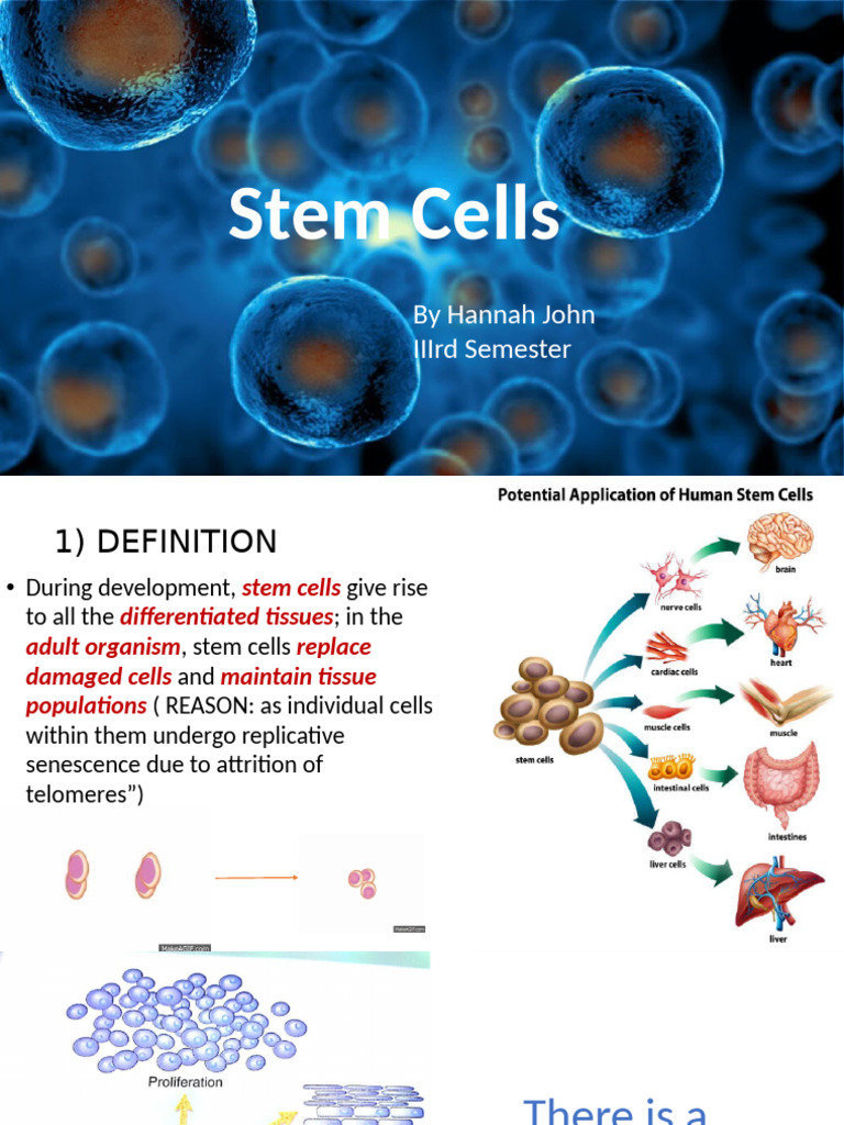 Understanding Stem Cells and Their Types | PDF