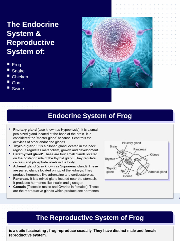 Endocrine & Reproductive Systems of Amphibians and Reptiles | PDF ...
