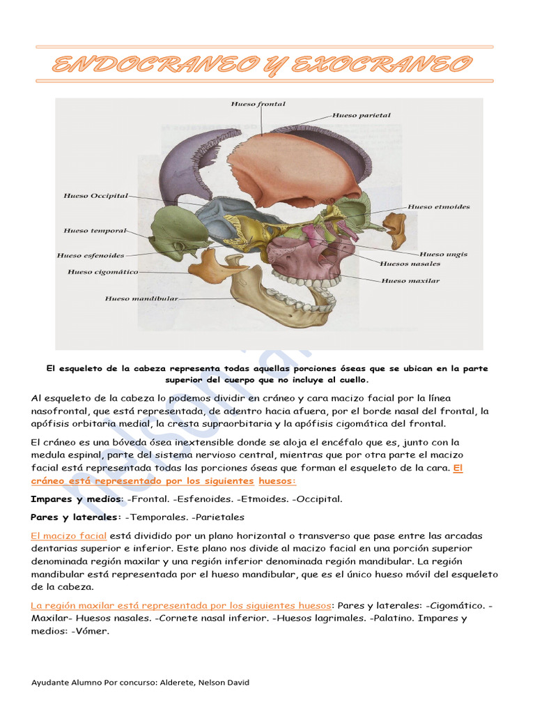 Endocraneo y Exocraneo 2022 | PDF | Cráneo | Anatomía humana