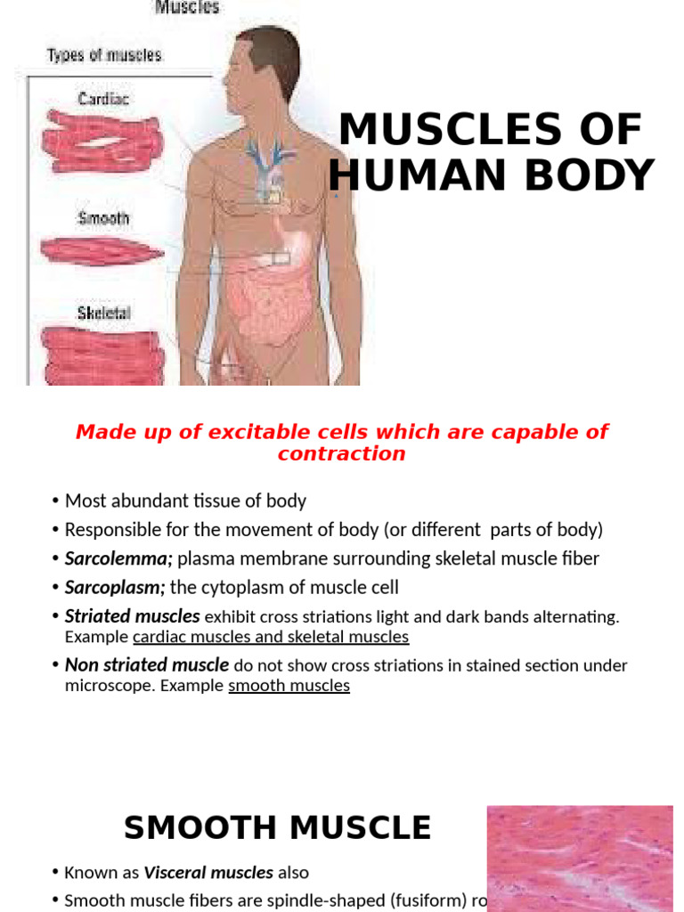 Muscles | PDF | Muscle | Cardiac Muscle