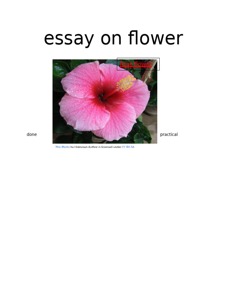 Rose Flower Essay Analysis | PDF