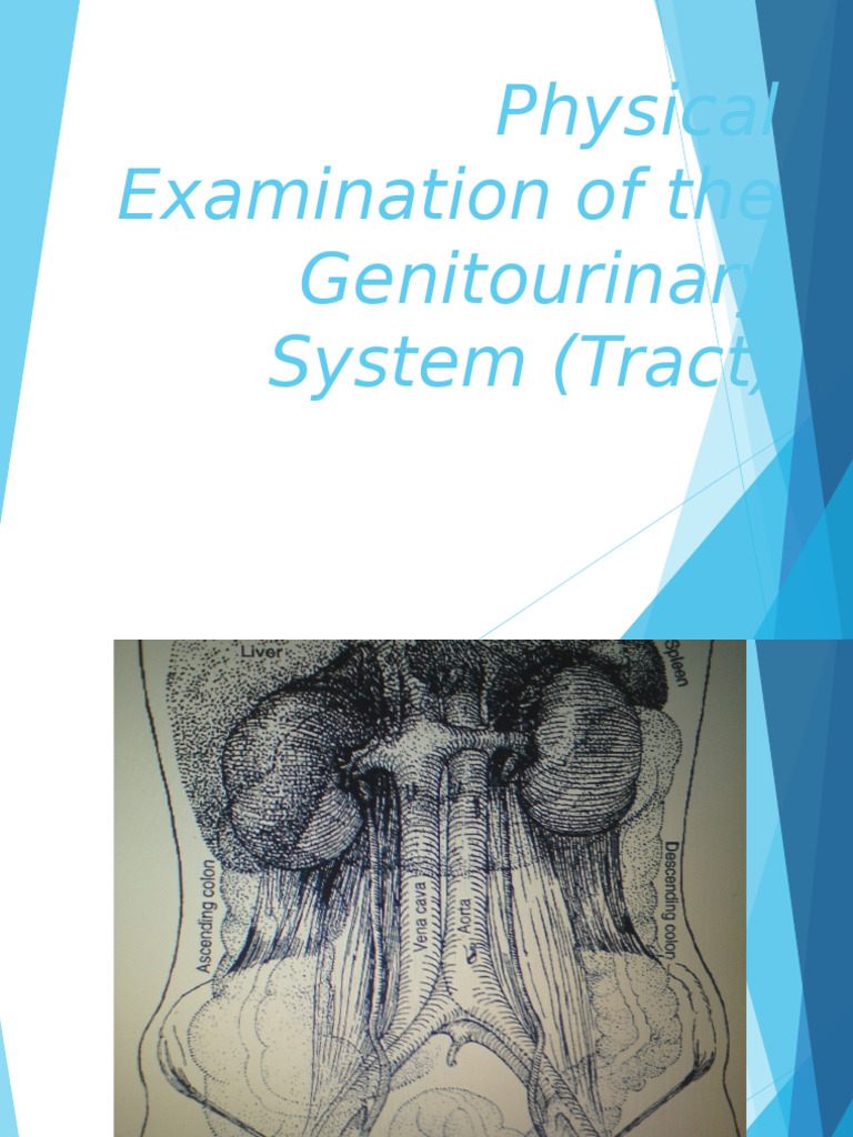 Nitourinary System PE | PDF | Physical Examination | Abdomen