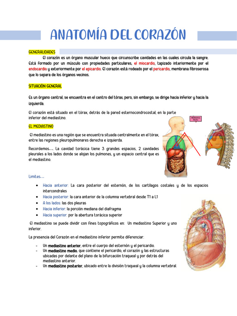 Anatomía Del Corazón | PDF | Corazón | Aorta