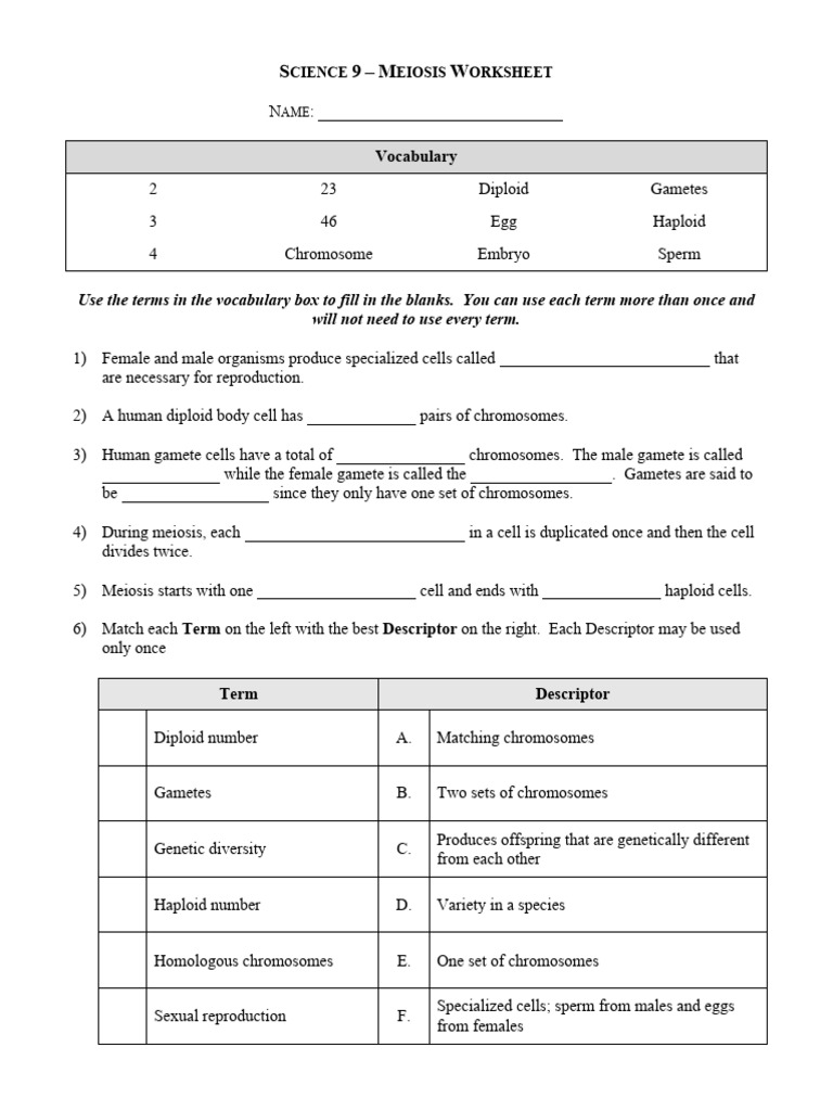 Meiosis Worksheet 2e6395q | PDF | Ploidy | Meiosis