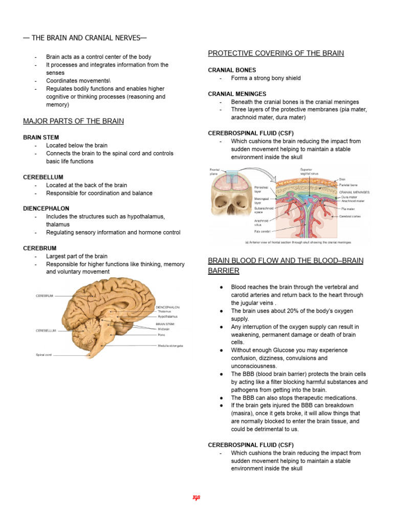 The Brain and Cranial Nerves | PDF | Brainstem | Brain