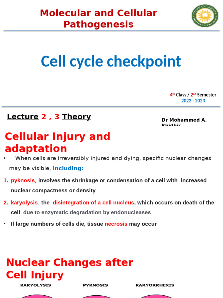 Lec 2, 3 TH Cell Cycle Checkpoint | PDF | Mitosis | Cell Cycle