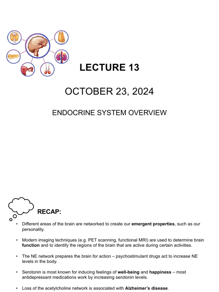 Lecture 13 - Endocrine System Overview Slides | PDF | Pituitary Gland ...