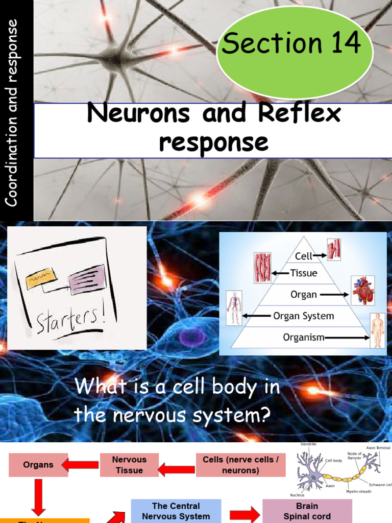 14 B) Neurons and Reflex Response | PDF | Nervous System | Nerve