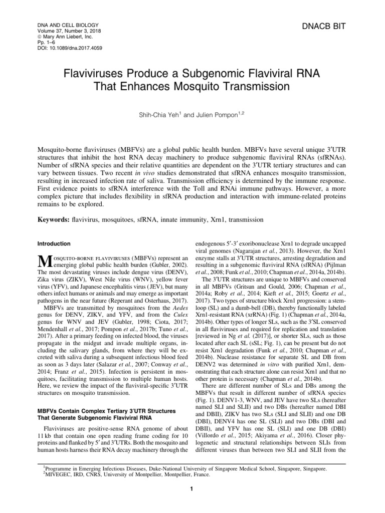 Flaviviruses Produce A Subgenomic Flaviviral RNA That Enhances Mosquito Transmission | PDF | Rna ...