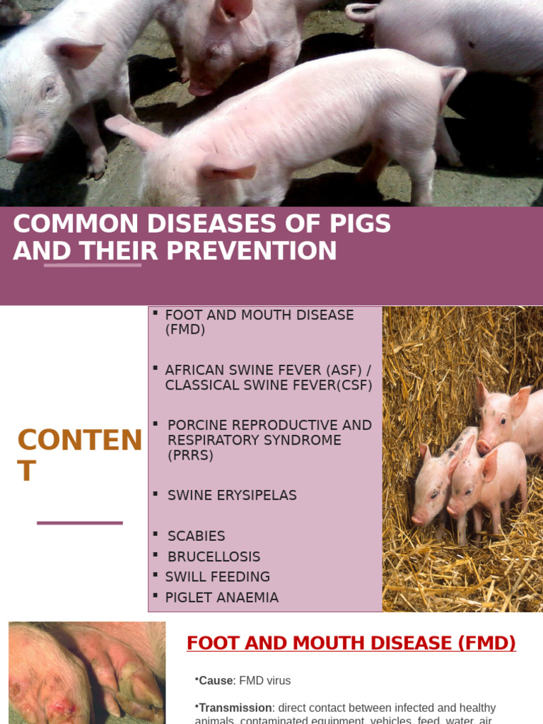 Common Swine Diseases and Prevention | PDF | Pig | Medicine