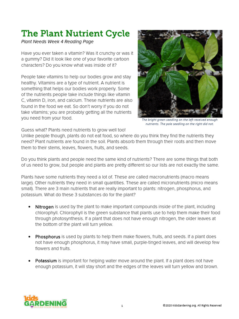 Plant-Nutrients and nutrients cycle | PDF | Plant Nutrition | Nutrients