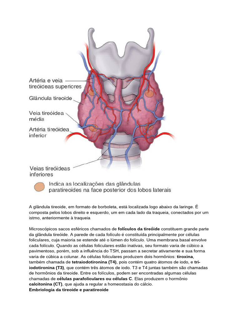 Estrutura e Função da Tireoide Humana | PDF | Tireoide | Glândula ...