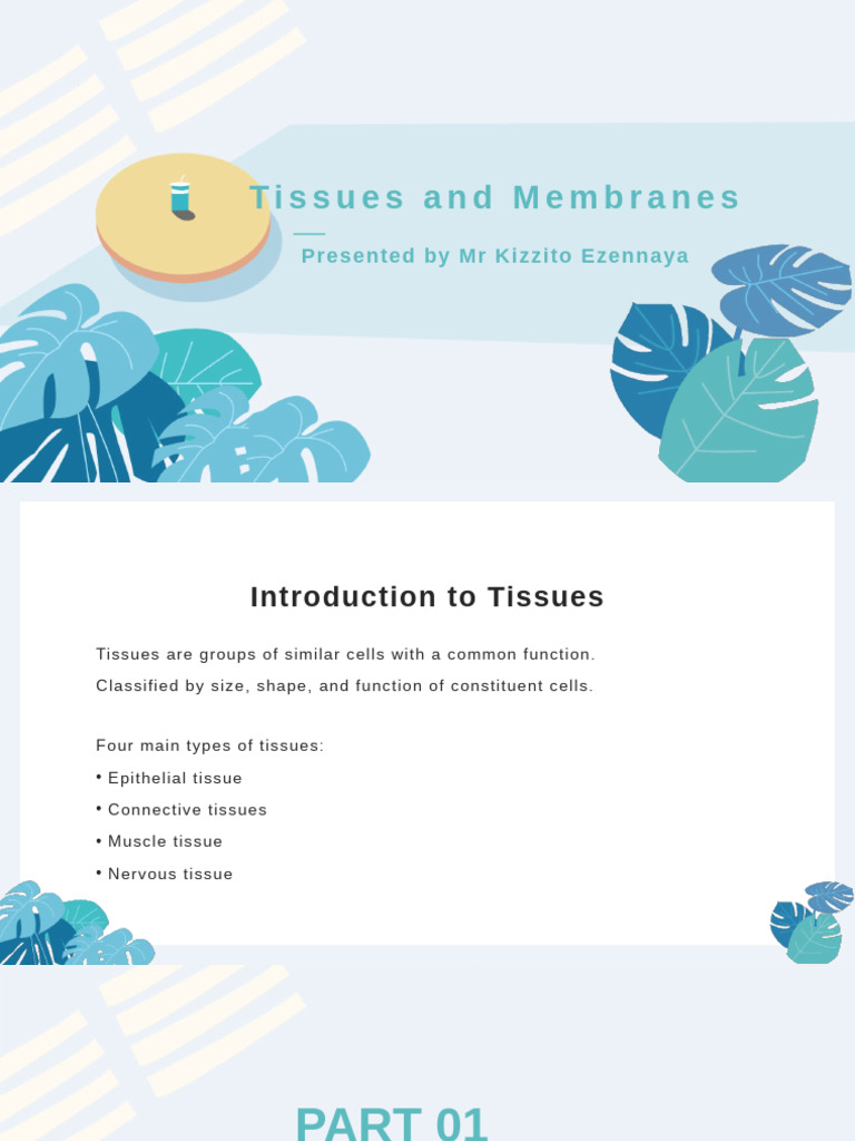 Overview of Tissues and Membranes | PDF | Epithelium | Connective Tissue