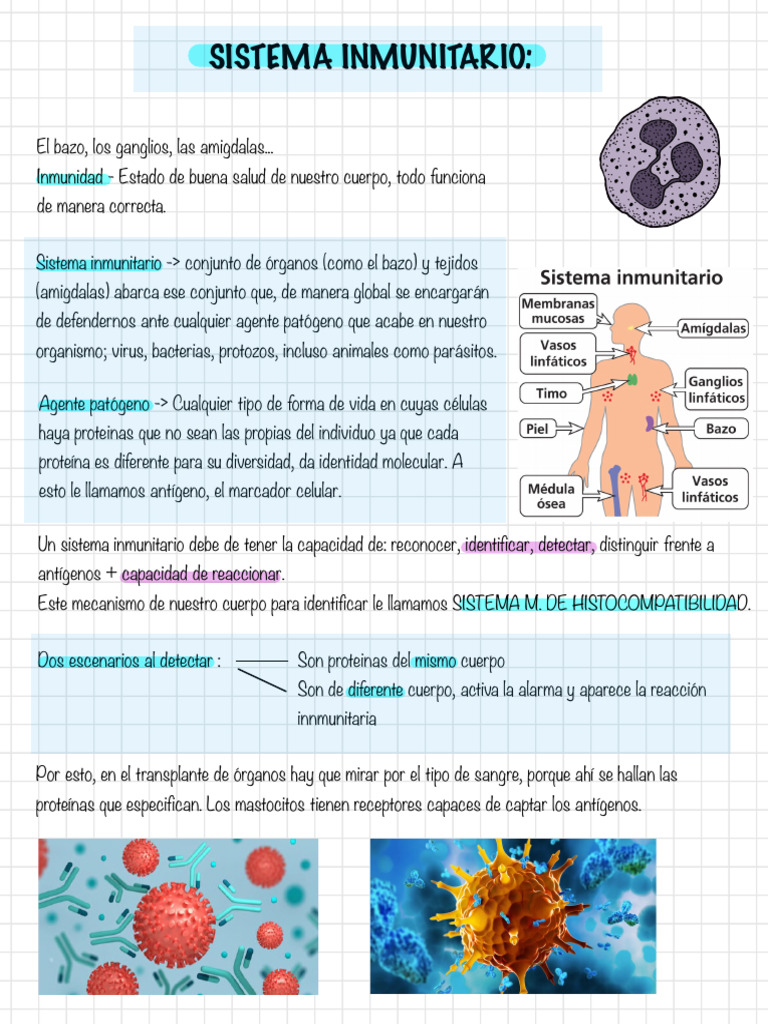 Inmunología | PDF | Linfocitos | Sistema inmune