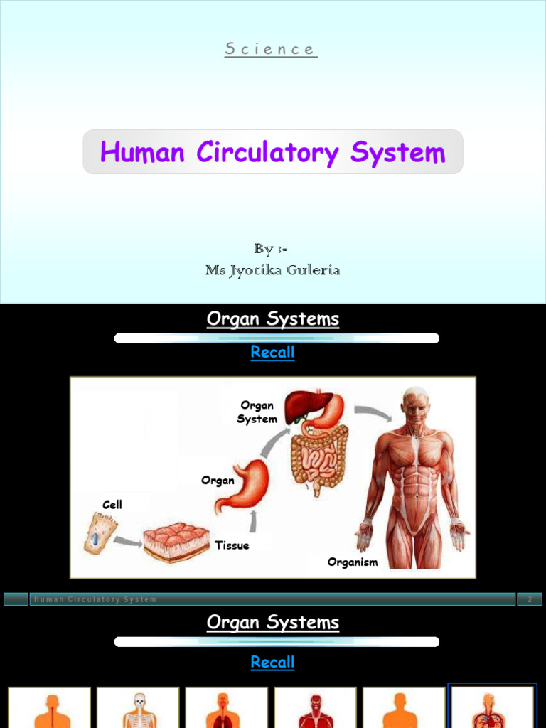 Human Circulatory System 1597586280643 | PDF | Blood Vessel | Artery