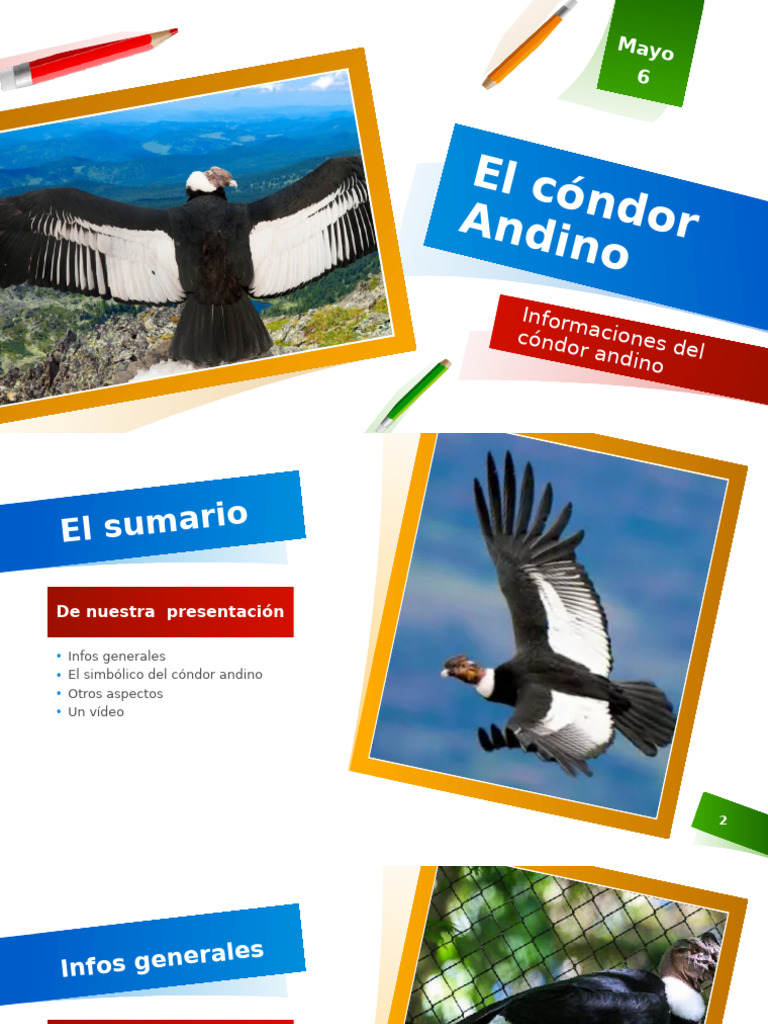 El Cóndor Andino: Símbolo y Datos | PDF