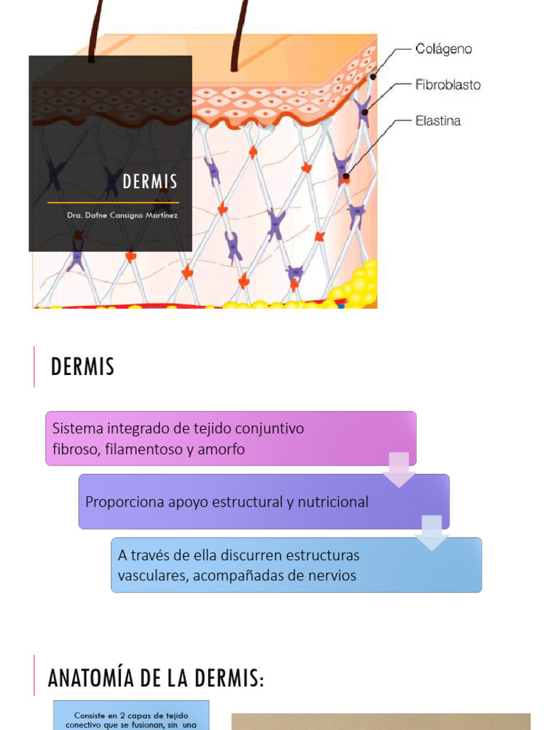 Estructura y Función de la Dermis | PDF | Tejido conectivo | La matriz ...