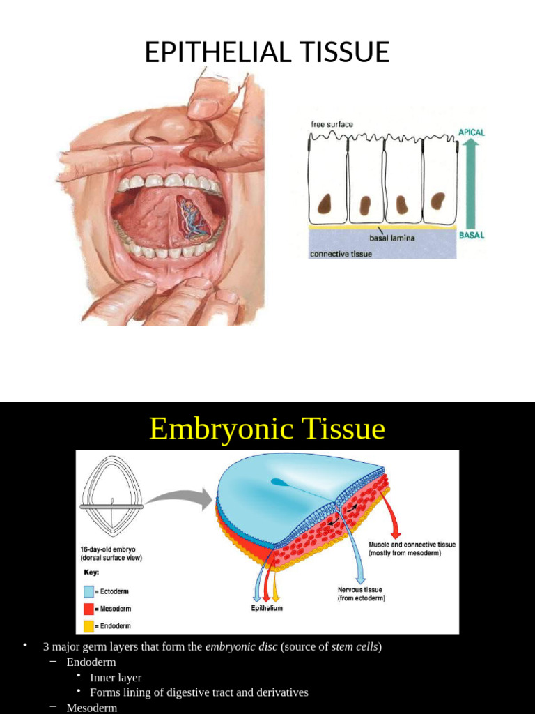 Epithelial Tissue | PDF | Epithelium | Tissue (Biology)