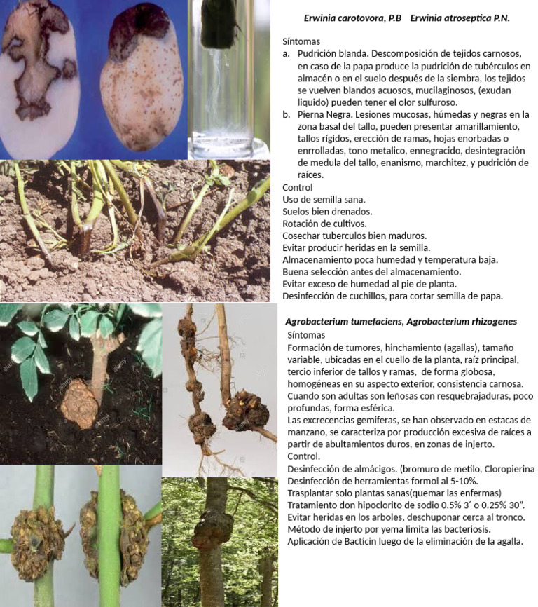 Erwinia 1 | PDF