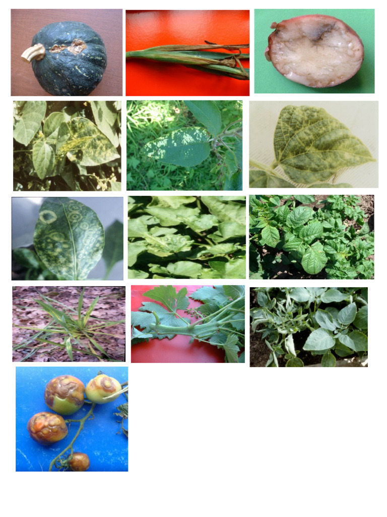 Imagenes Fito Greal | PDF