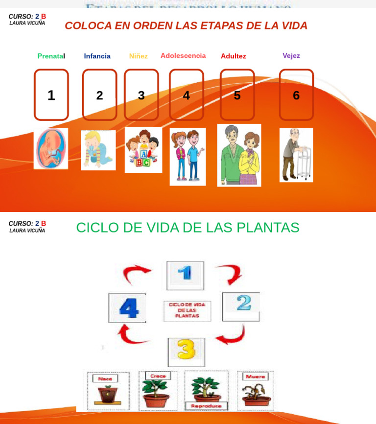 Etapas del Ciclo de Vida Humano y Vegetal | PDF