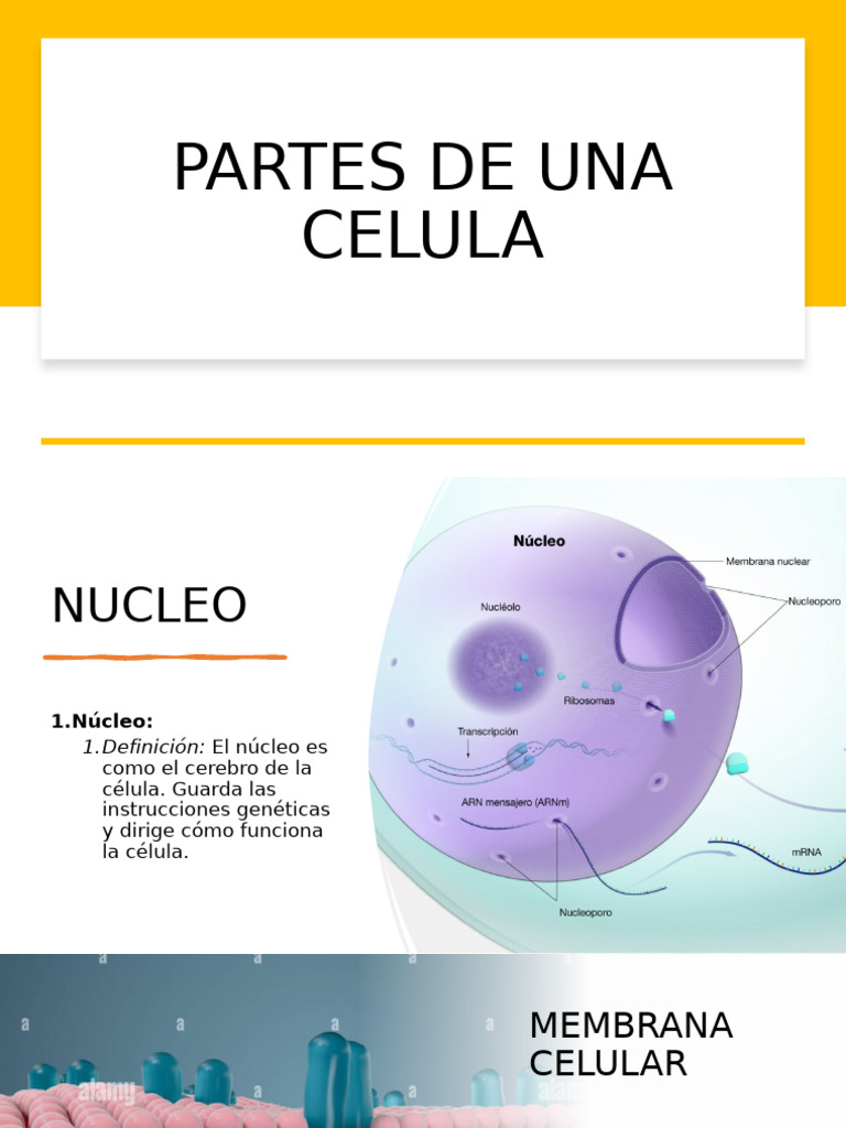 Guía Básica de Partes de la Célula | PDF | Citoplasma | Biología Celular)