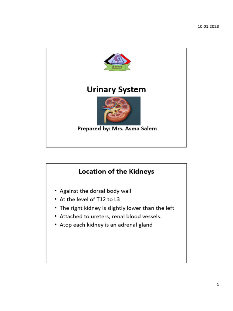 Endo | PDF | Kidney | Urinary System