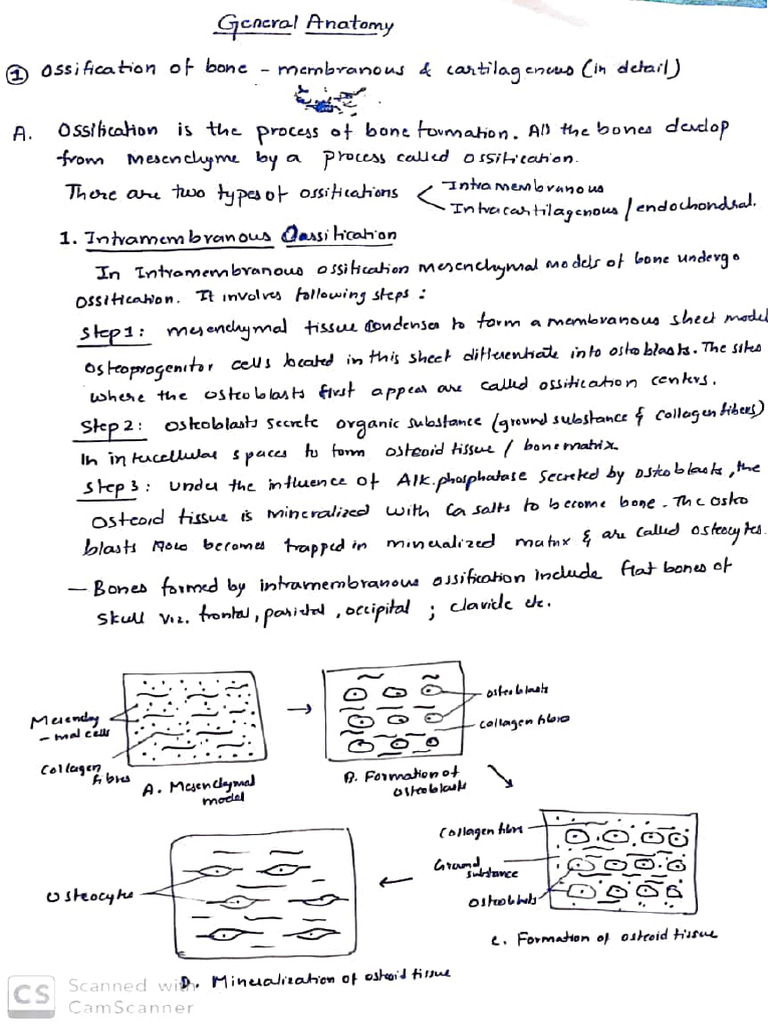 General Anatomy 1 | PDF | Musculoskeletal System | Connective Tissue