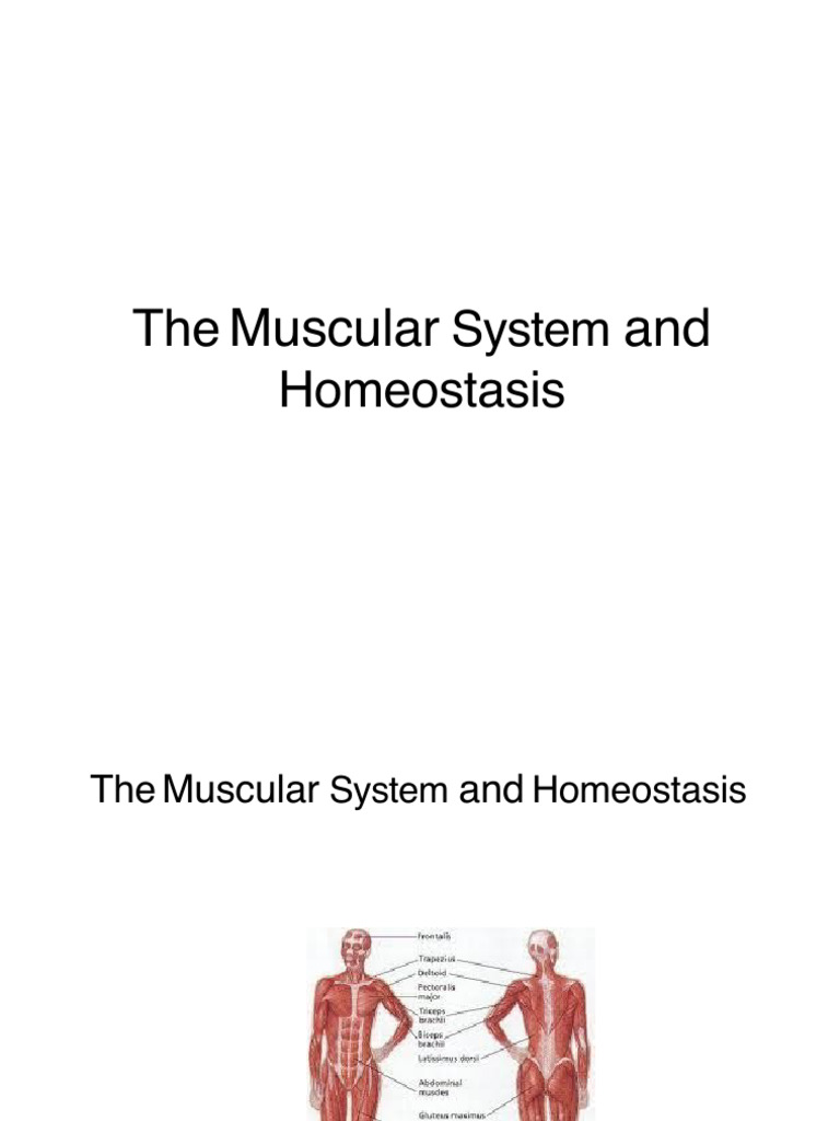Muscular System Basics for Students | PDF