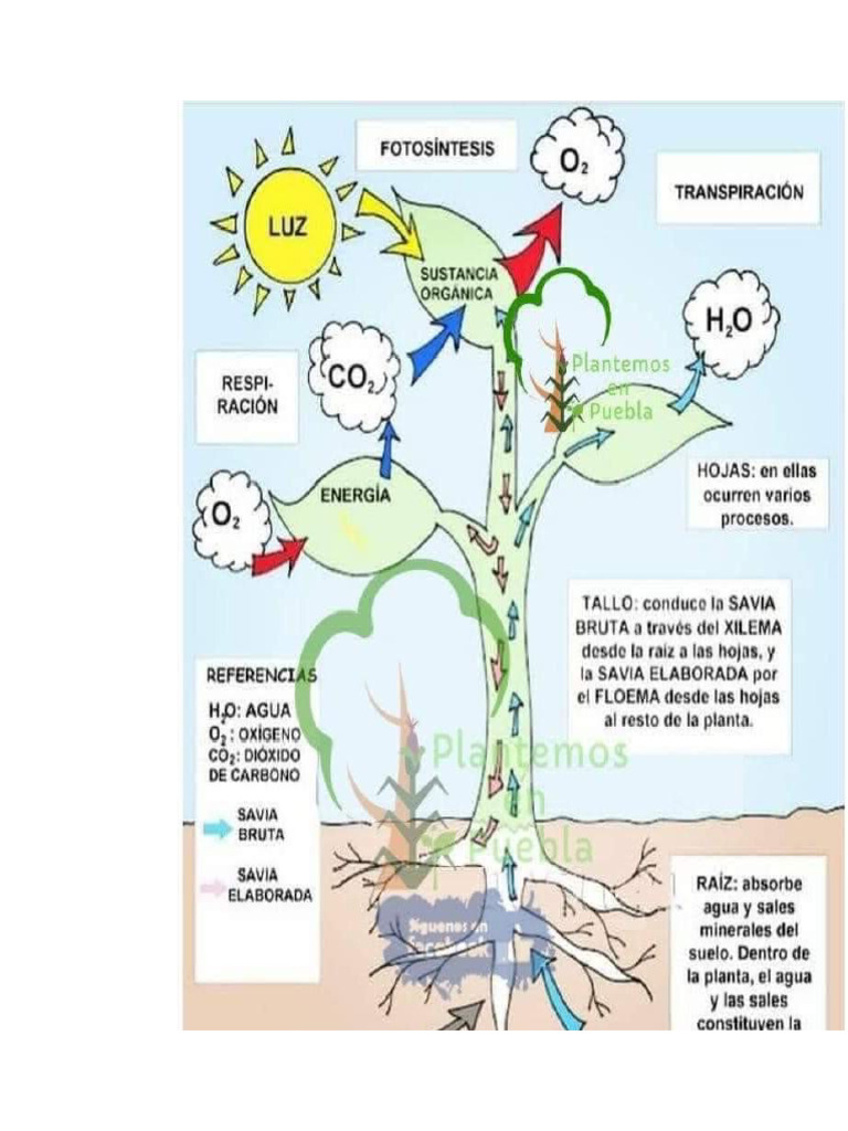 Fotosintesis de Las Plantas | PDF