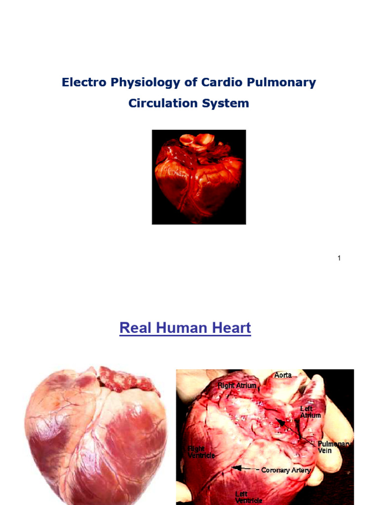 Cardiac Physiology and Blood Circulation | PDF | Diastole | Heart Valve